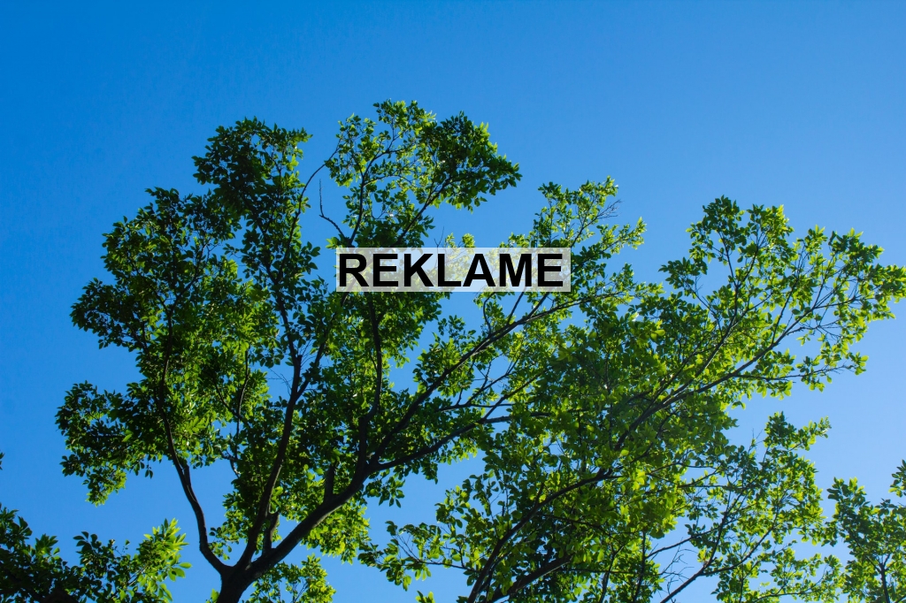 Tips til den perfekte sommerdag i haven - Chart.dk